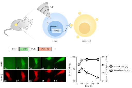 Hot Plasmids - January 2023
